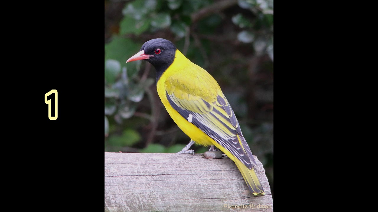Black-headed Oriole songs - YouTube