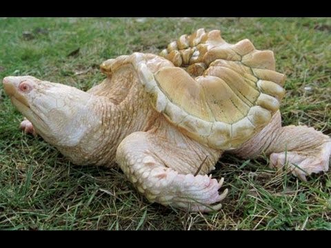 Albino Animals - YouTube