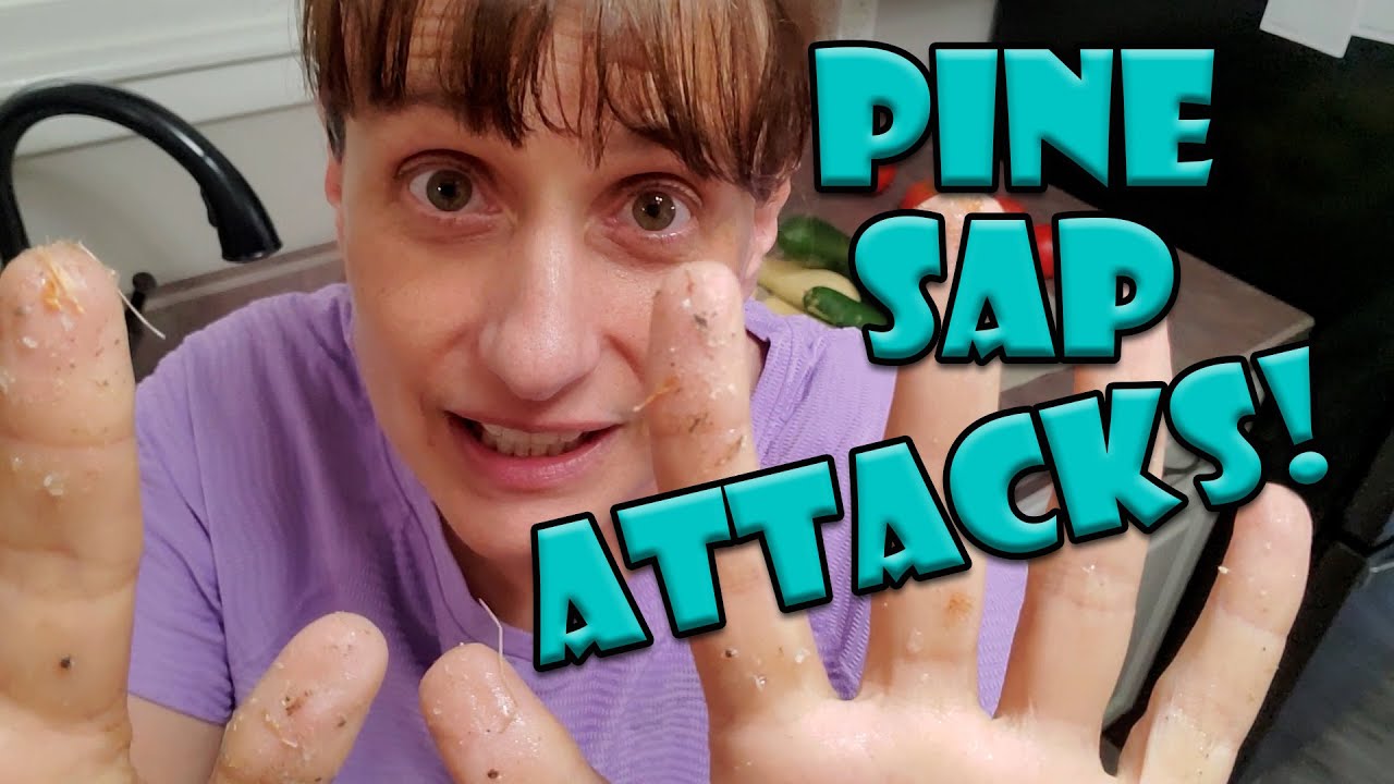 How To remove Tree sap From Clothes and skin PINE SAP Is The How To remove Tree sap From Clothes and skin PINE SAP Is The