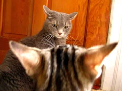dramatic fight, CAT ATTACK, ANGRY FACE NALA :19 - YouTube