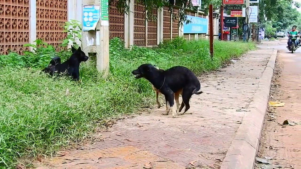 Awesome Rural Dogs !! Dog Meeting for the Raining Season in Village ...