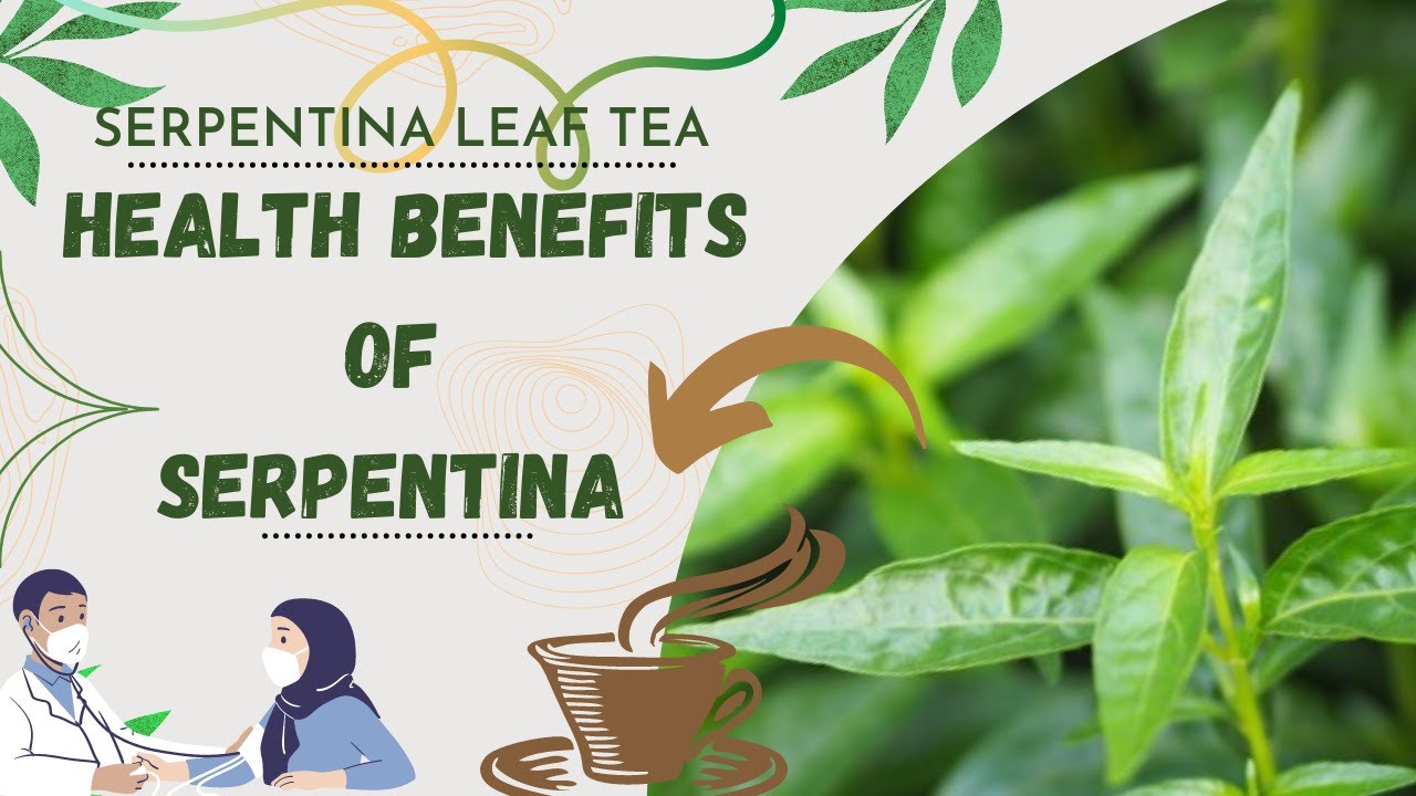 SERPENTINA TEA: HERBAL FOR HIGHBLOOD PCOS MYOMA OVARIAN CYST ATBP ...