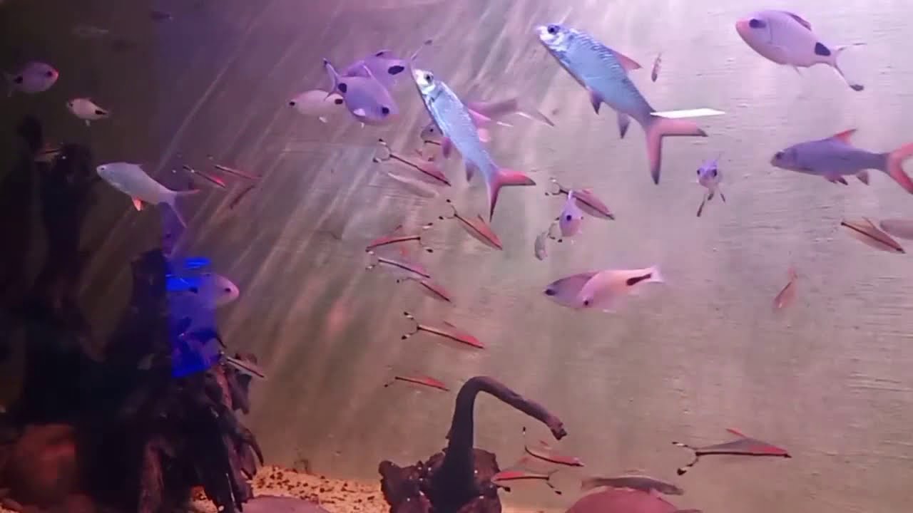Aquarium Fishes, Color full fresh water Fishes at Chennai, Tamil Nadu ...