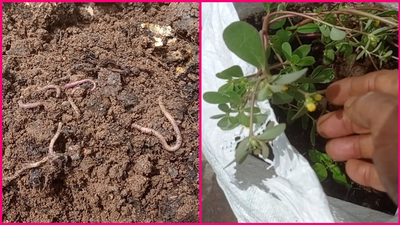 Kitchen waste compost - Grow bag Compost results (After 21 days)!!! 🥰 ️ ...