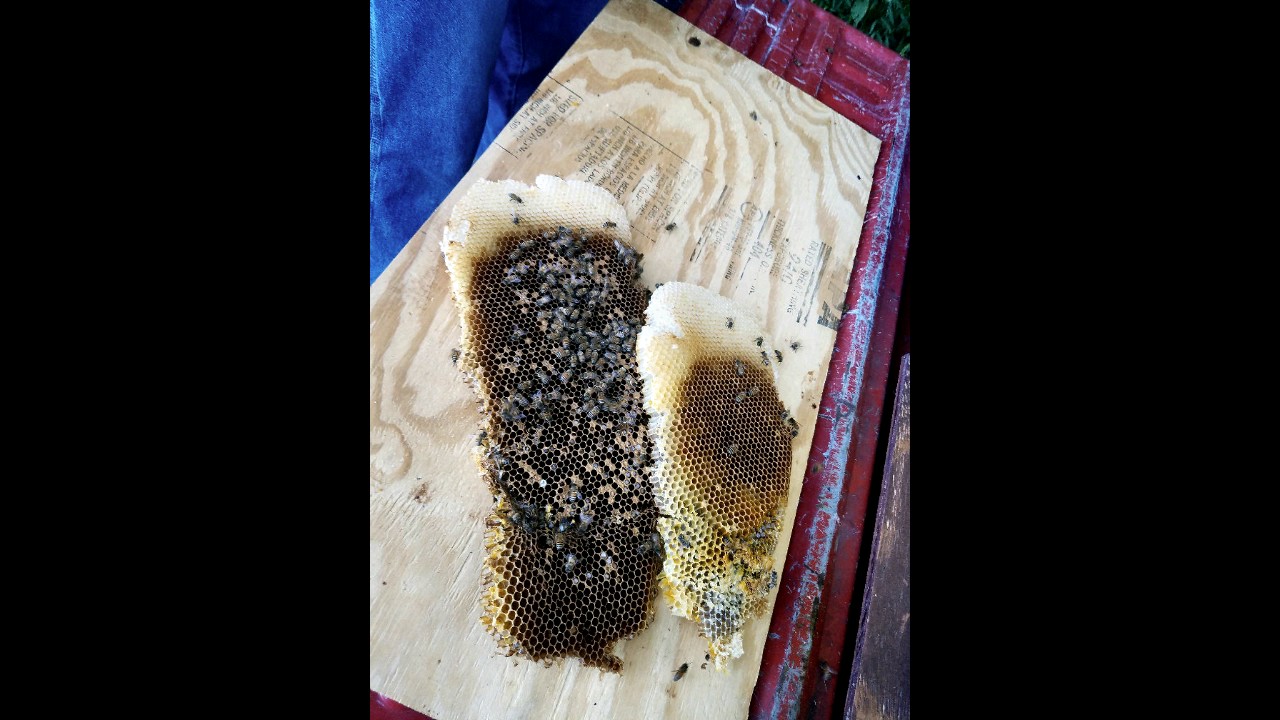 Storm damaged bee tree, salvaging the colony. Extreme measures. - YouTube