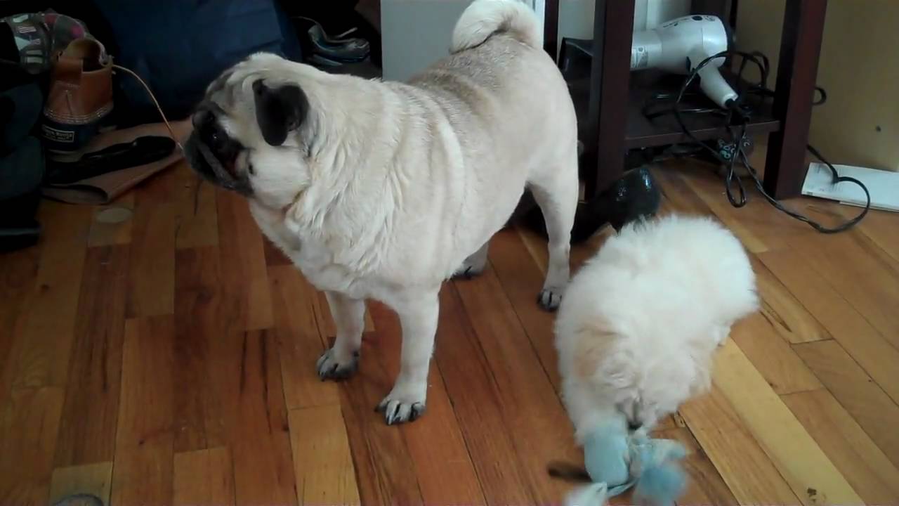Howling Pug and Fluffy Puppy - YouTube