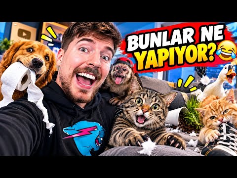 KEDİLER ve HAYVANLARIN en komik anları 🤣✅ Part 2