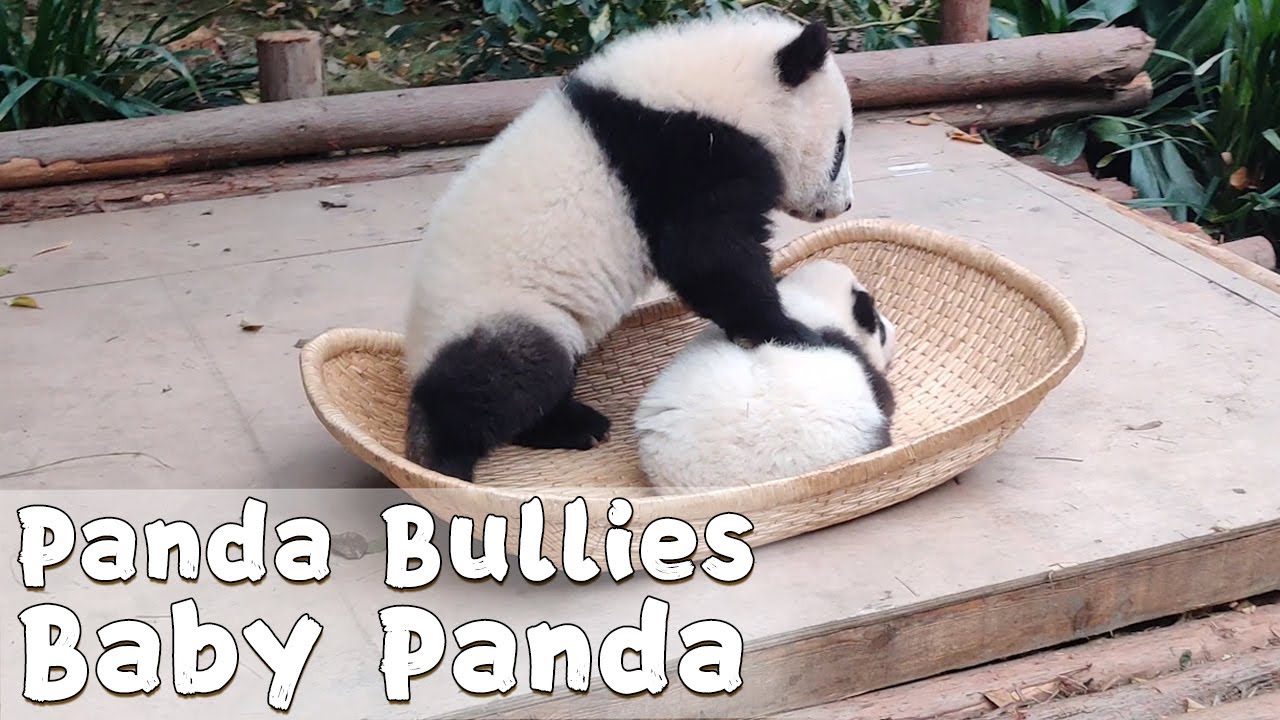 Naughty Panda Spotted Bullying Little Baby Panda | iPanda - YouTube