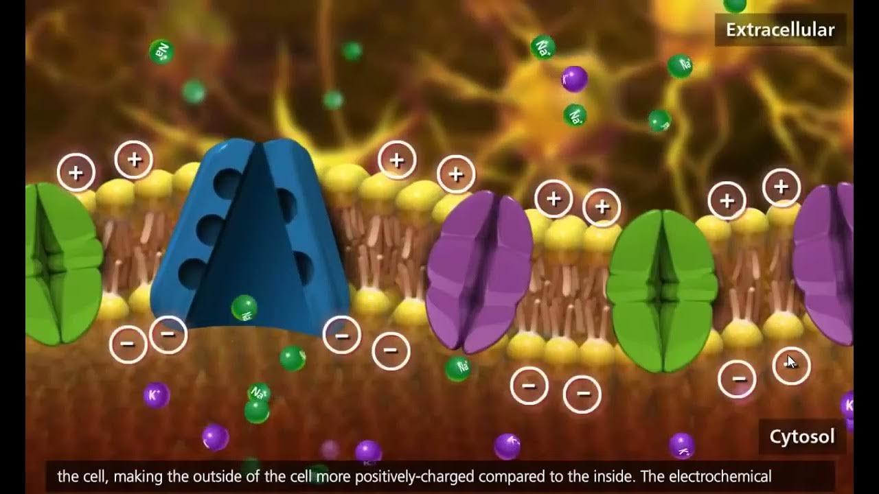 Nerve Impulse Molecular Mechanism | Mcgraw Hill |Biology Animation Video - YouTube