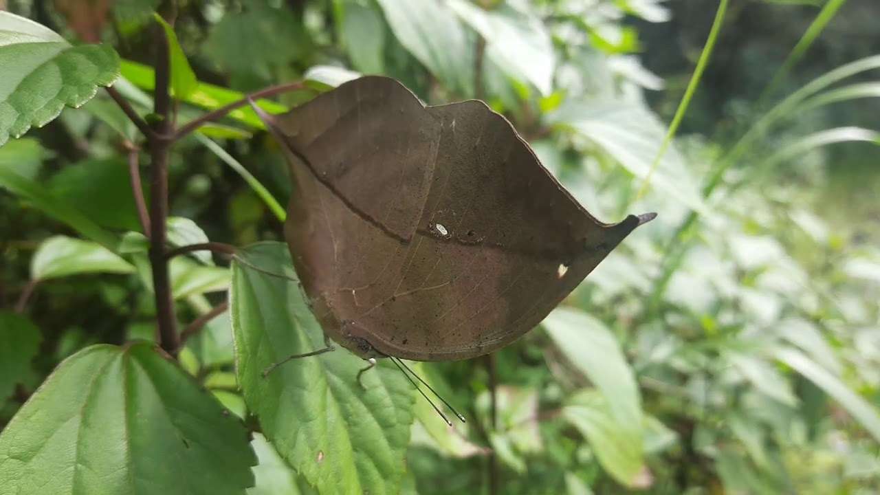 Find the hidden butterfly - YouTube