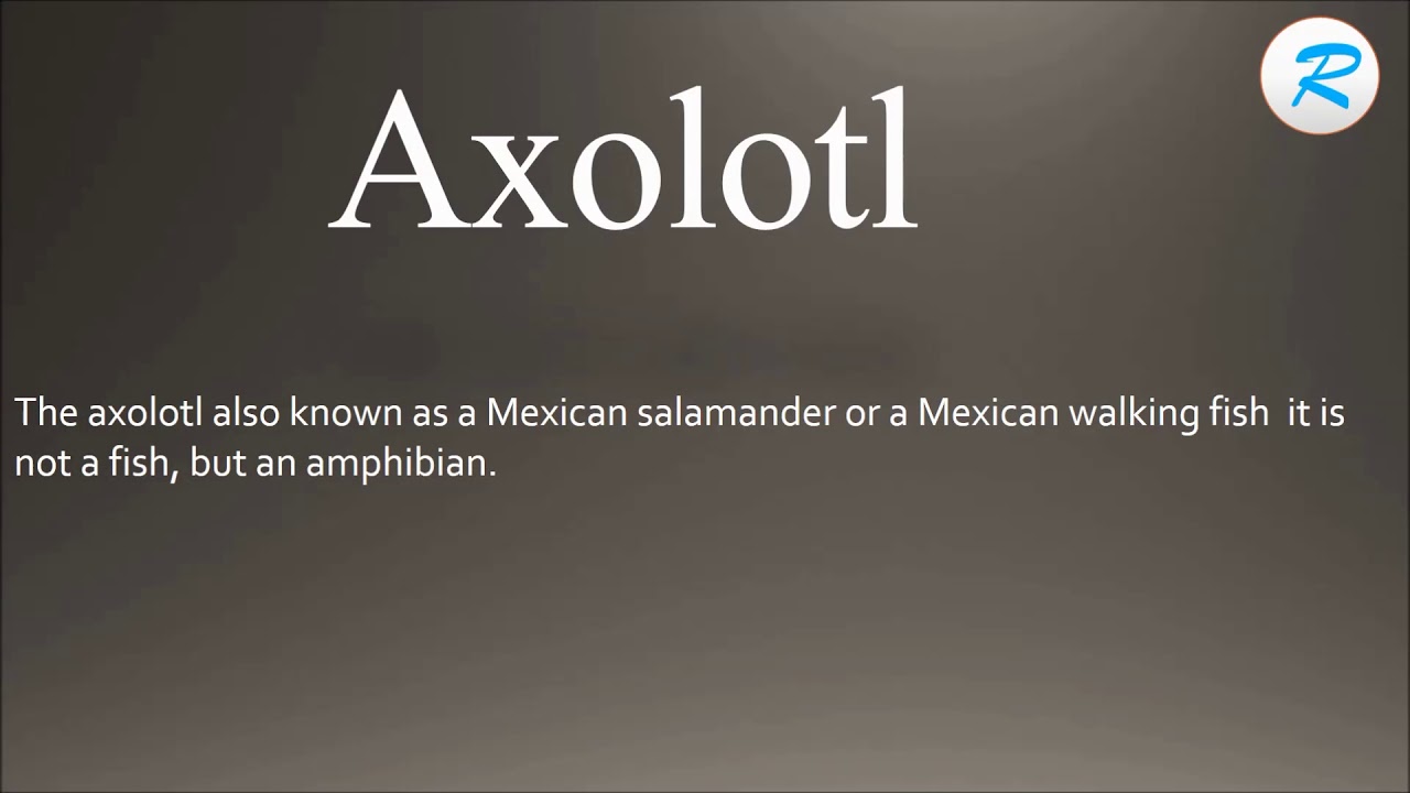 How To Pronounce Axolotl YouTube how-to-pronounce-axolotl-youtube