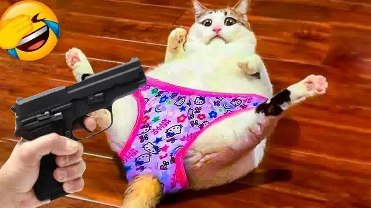 Funny Moments of Cats | Funny Video Compilation - Fails Of The Week ...