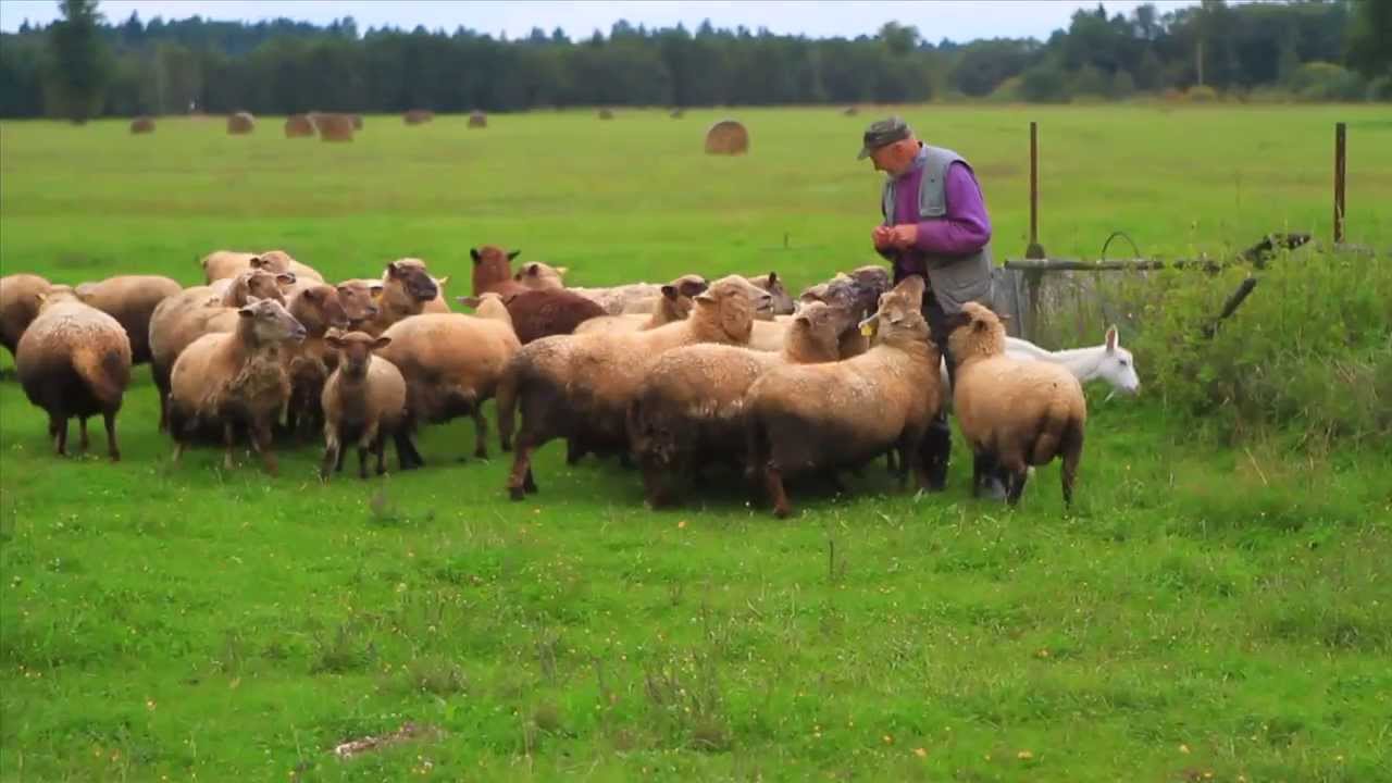 A Trip to the Estonian Countryside - YouTube