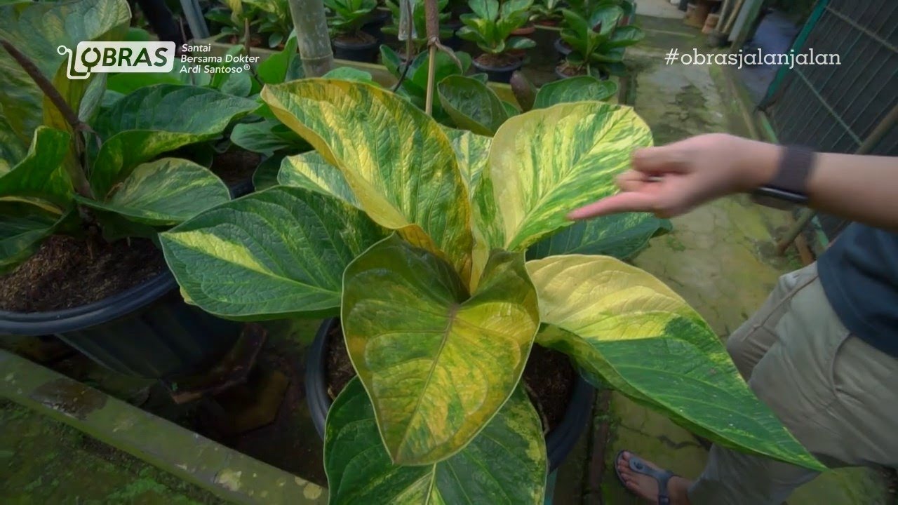 "The King of Anthurium Jenmani" (Part 1) - YouTube
