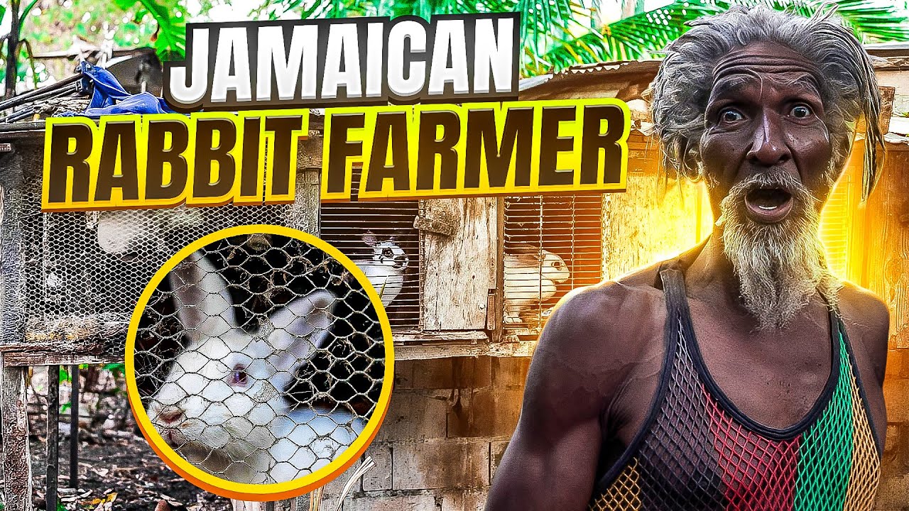 Rabbit Farmer In Jamaica - YouTube