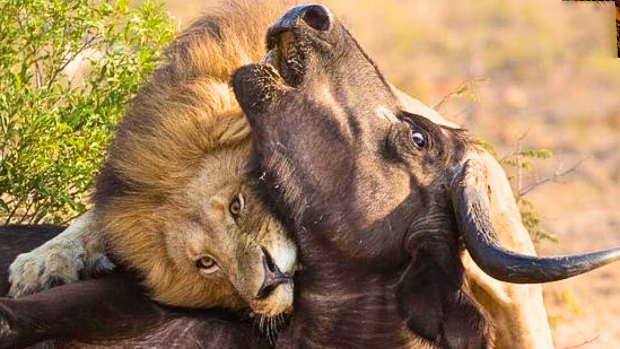 Wildlife AnimMOST HORRIFIC Lion Attacks Caught on Camera | Pet Spotal ...