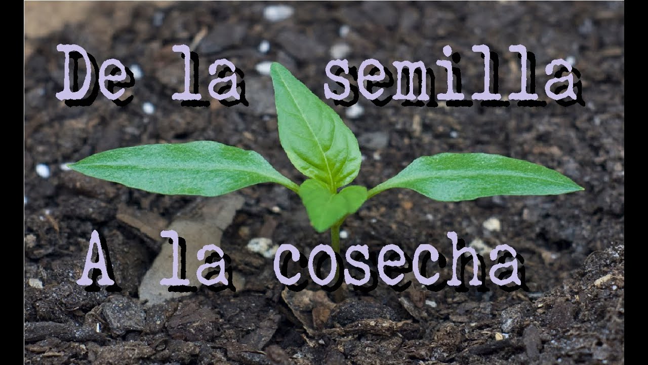 Cómo cuidar una semilla recién germinada I De la semilla a la cosecha ...