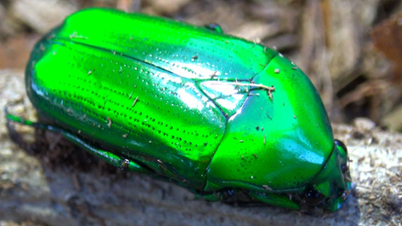 Beetle Beauty: INCREDIBLE African Flower Beetle (Chlorocala africana ...