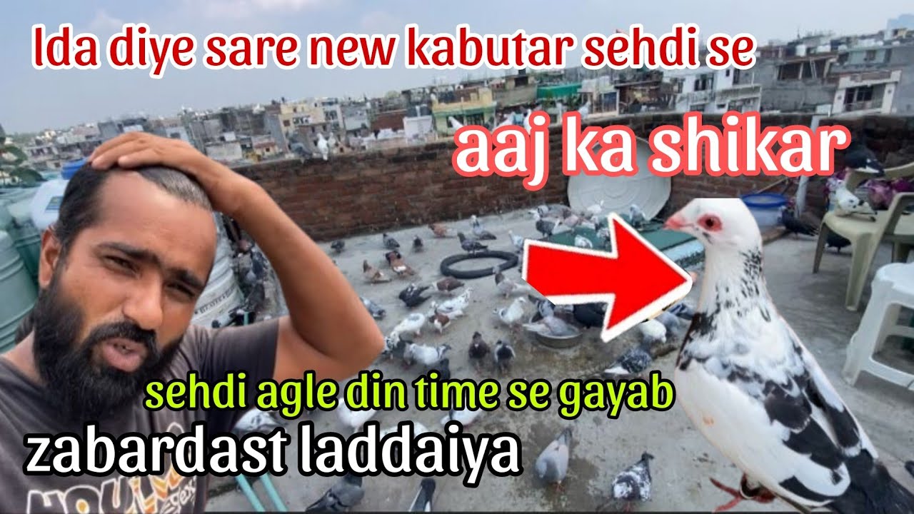 Aaj ka shikar kalpotiya pakda 👻 new kabutar sehdi se ldha diye sare 😸 ...