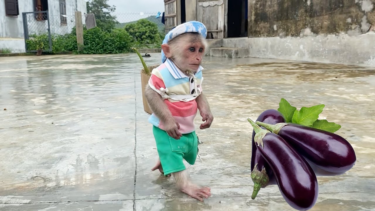 Super monkey! Smart monkey SinSin went to harvest eggplants and asked ...