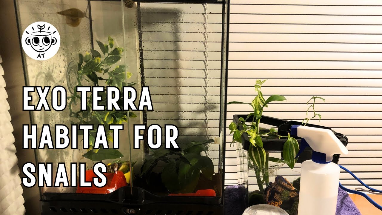 Setting Up New Exo Terra Habitat for Pet Snails - YouTube