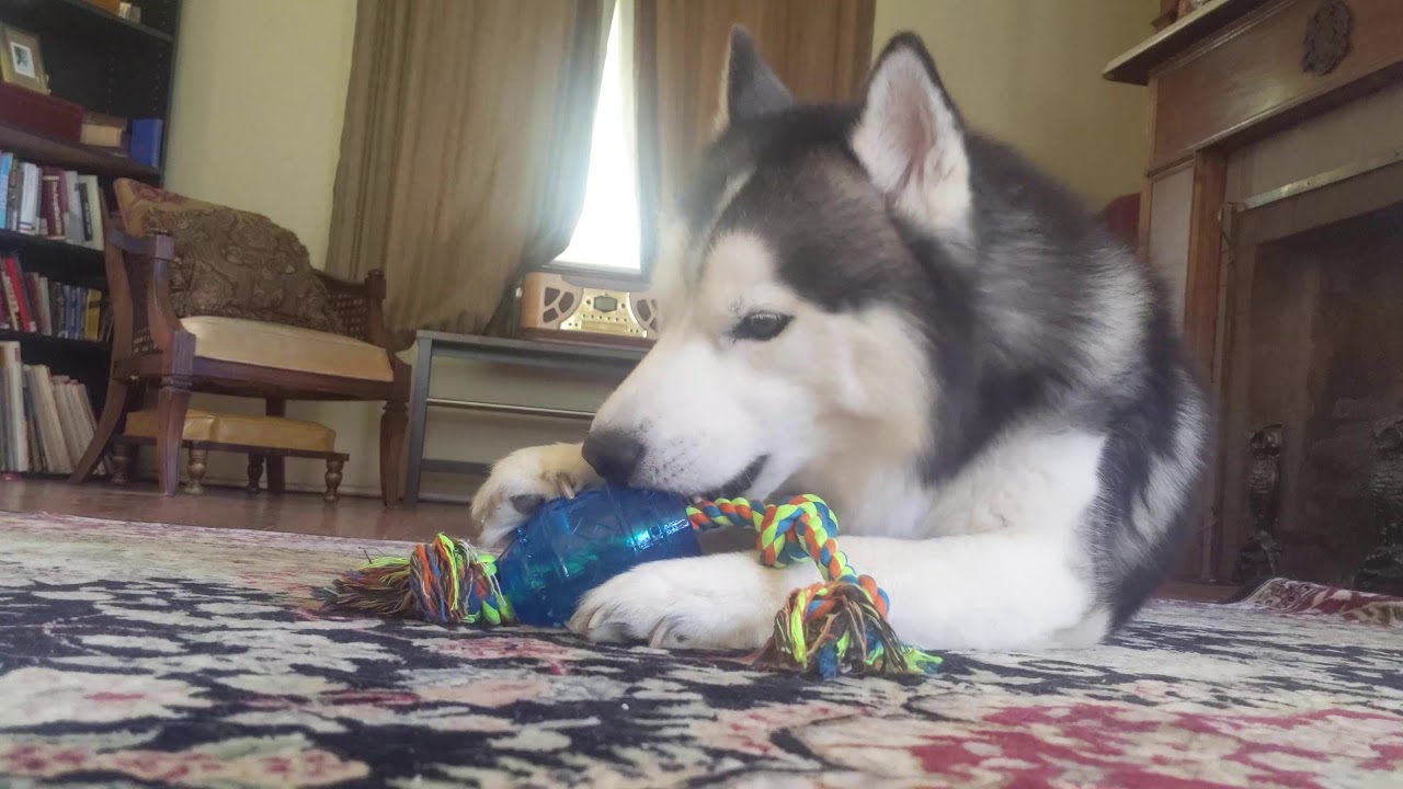 Husky gets a surprise toy! - YouTube