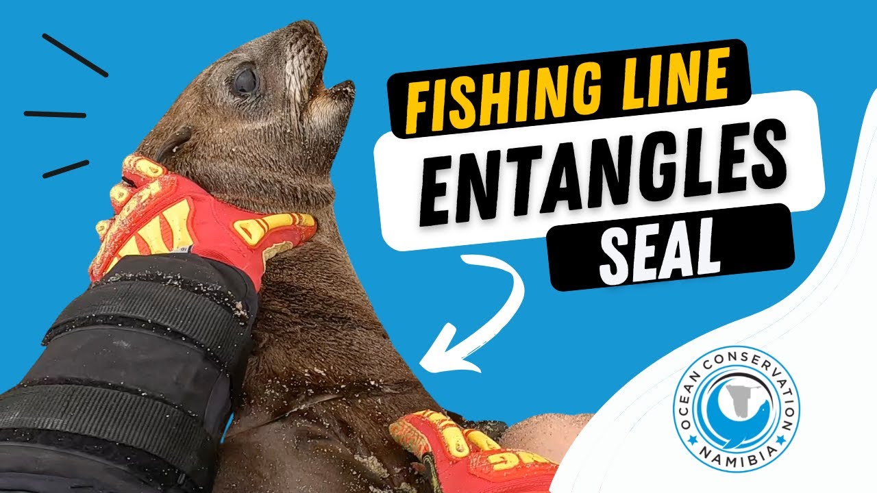 Fishing Line Entangles Seal - YouTube