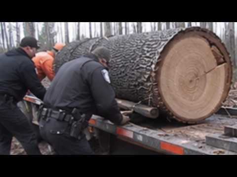 CRIMENES IMPERFECTOS - EL HOMBRE DEL ARBOL - DOCUMENTAL COMPLETO 2026 NUEVO