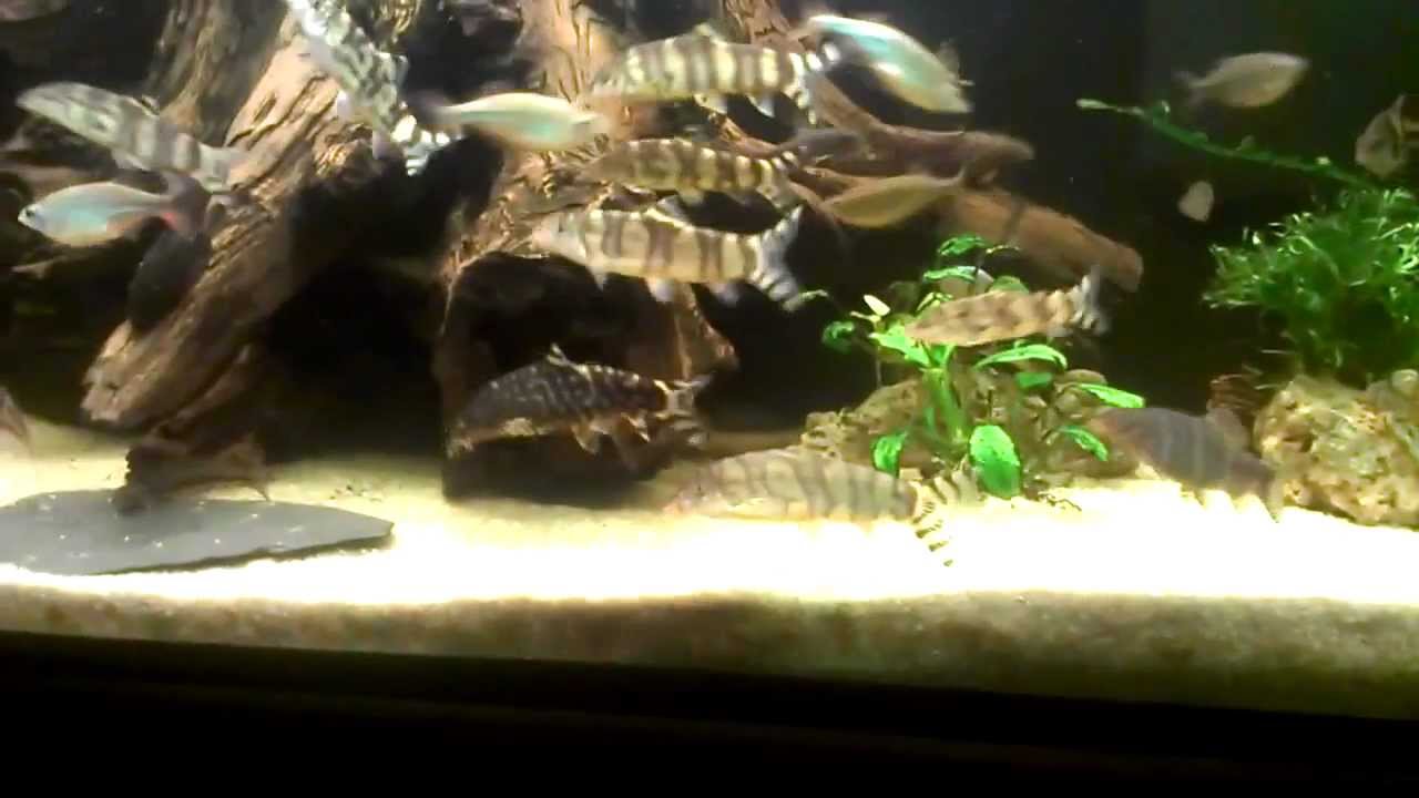 Close up view of My Emperor Botia (Botia udomritthiruji) - YouTube