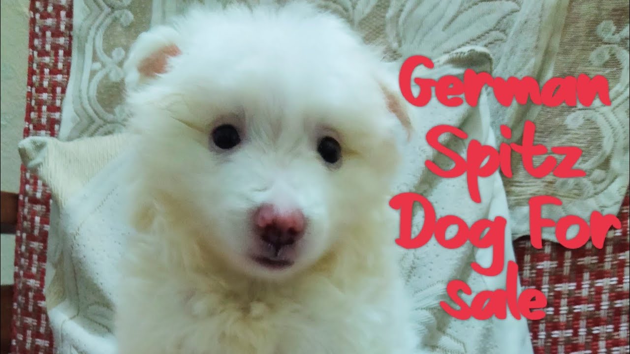 German Spitz For sale/Dog Sale in Bangladesh - YouTube