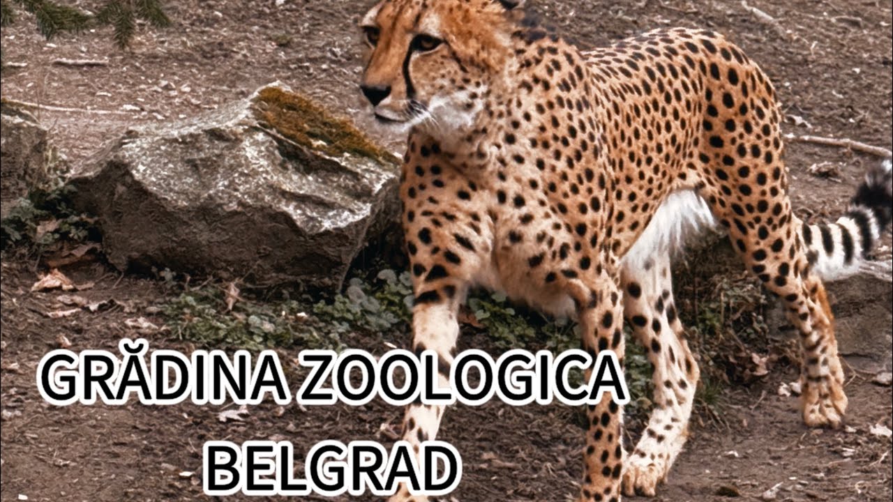 Am vizitat grădina zoologica din Belgrad 🐆 - YouTube