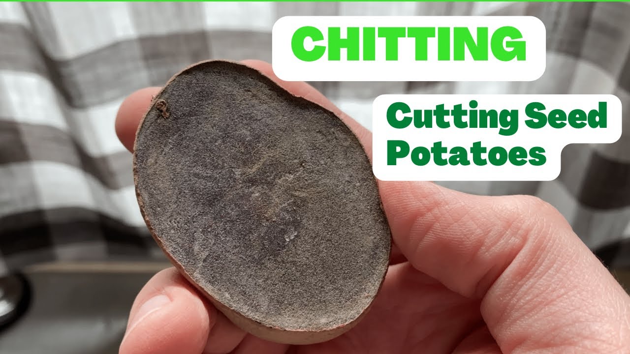 CHITTING - Cutting Seed Potatoes - YouTube