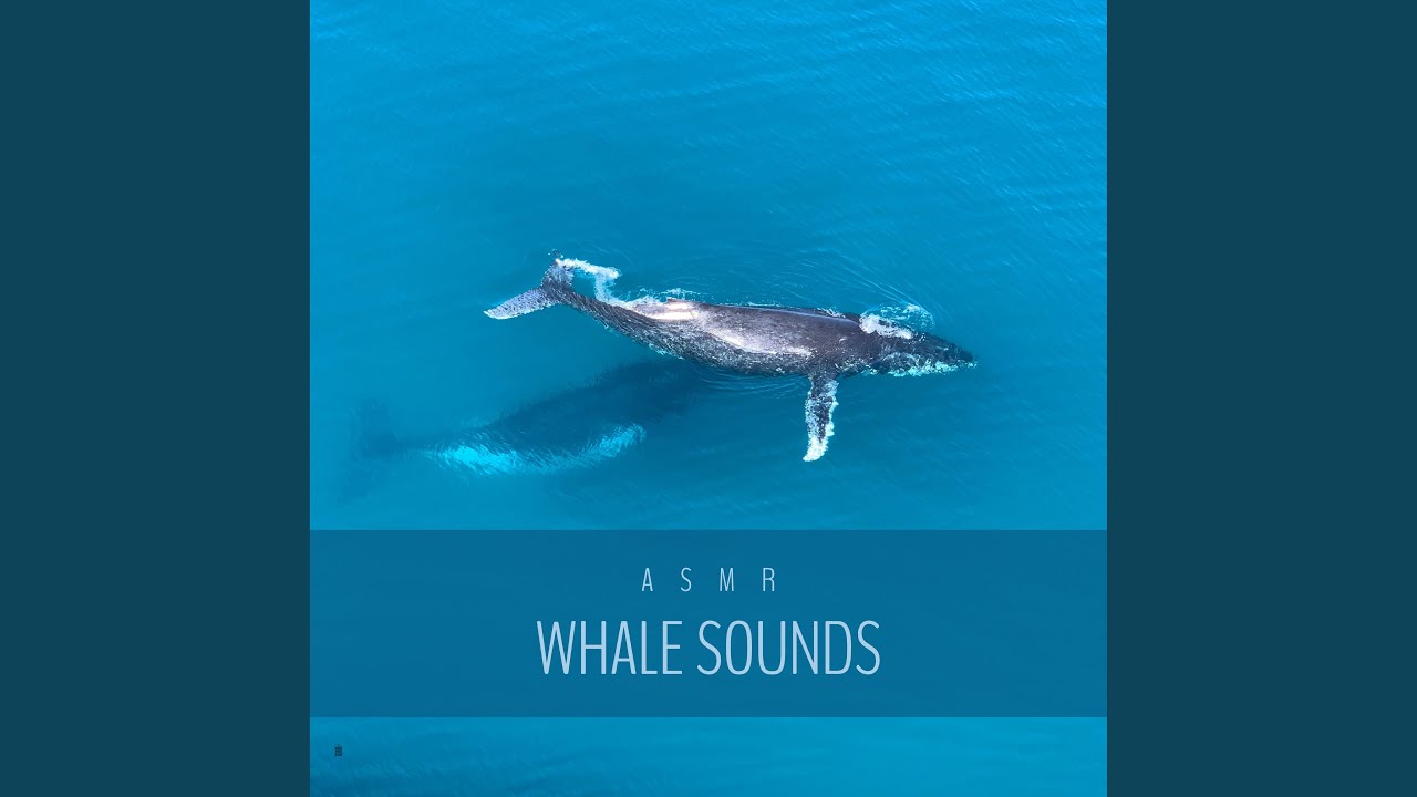 Relaxation Whale Songs - YouTube