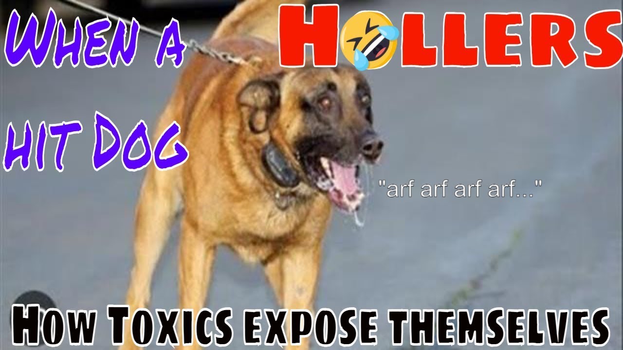 When a Hit Dog Hollers - YouTube