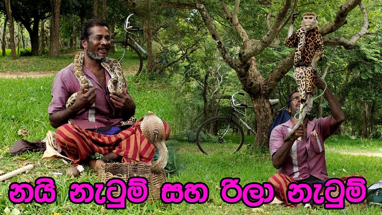 රිලා නැටුම් හා නයි නැටුම් / rila natum / How To Make Fun With Monkeys ...