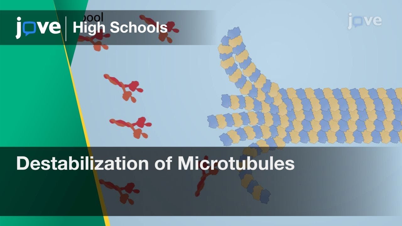Destabilization of Microtubules | Cell Bio | Video Textbooks - Preview ...