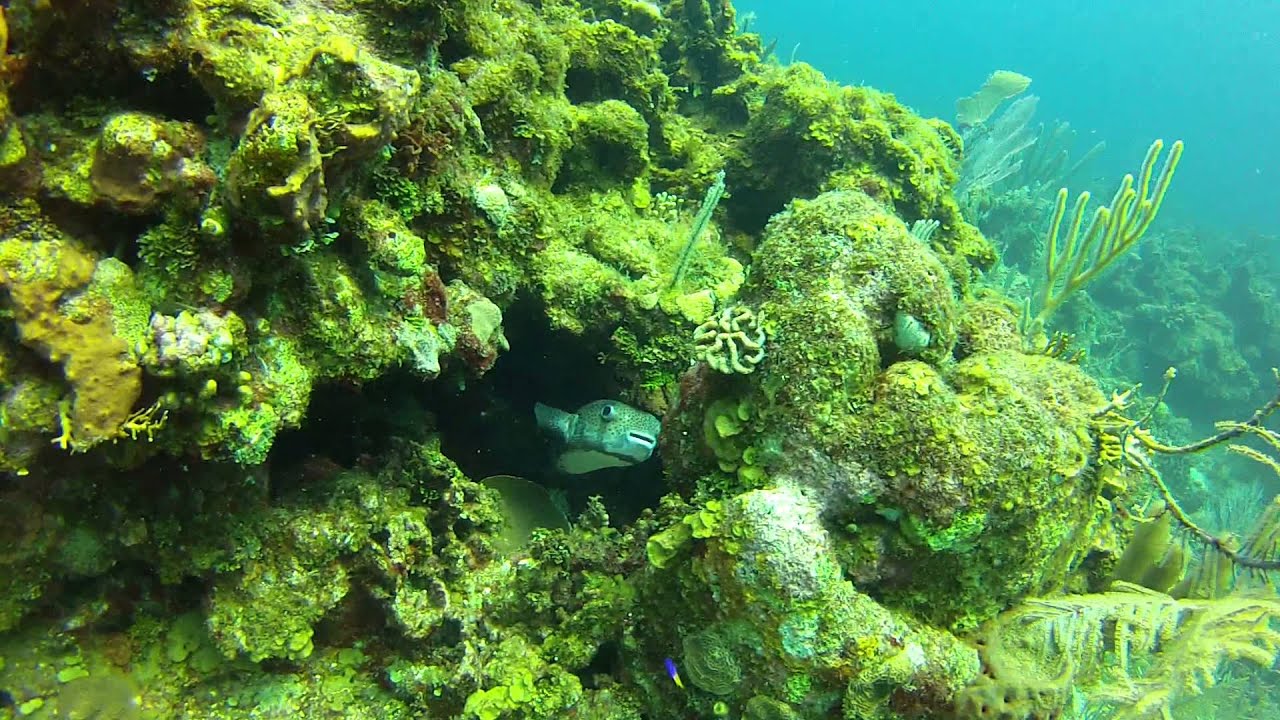 Large puffer fish hanging out under a rock ledge - YouTube