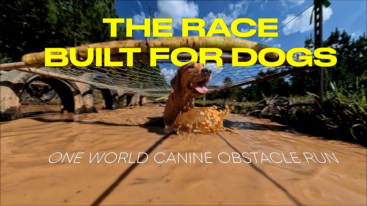 ONE WORLD CANINE OBSTACLE RUN 2025| FALL REWIND - YouTube