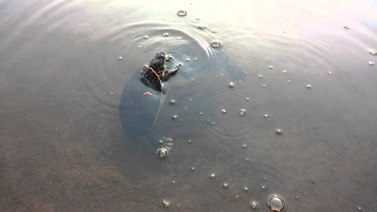 Two Badass Turtles - YouTube