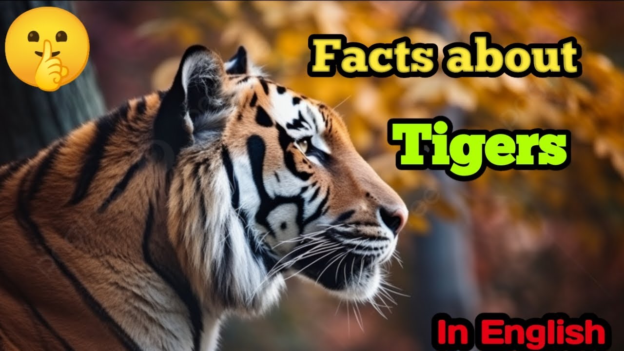 Did you know the secret facts about Tigers🤫 | Facts about Tigers ...
