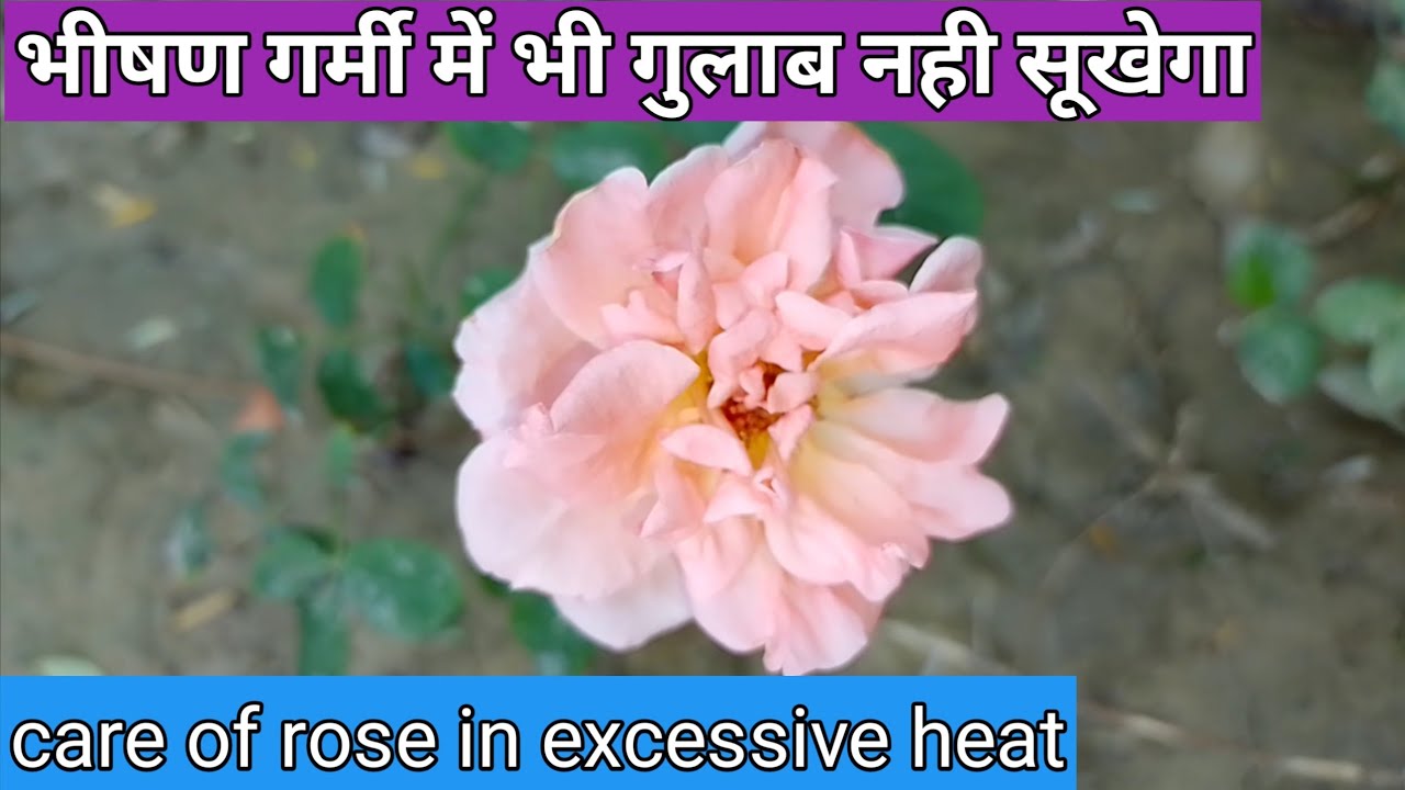 Gardening tips for summer||Rose care in excessive heat||rose in ...