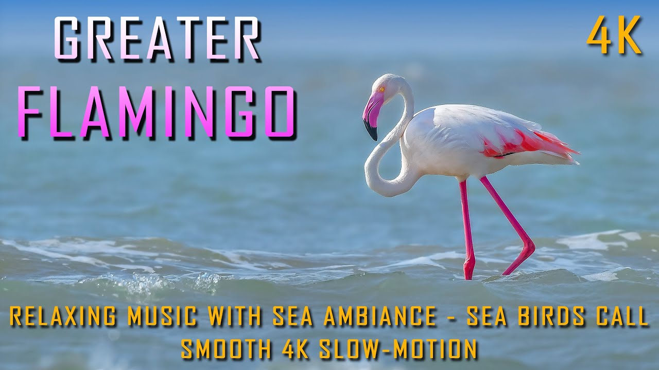 Greater Flamingo, ---CALL-HABIT-HABITAT-FOOD--- Relaxing music, 4k Slow ...