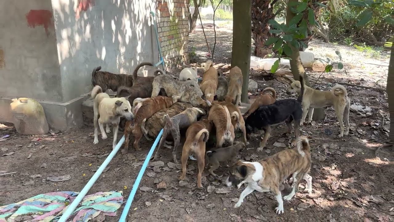 Poor dog are make baby everyday , How to fix dog - YouTube