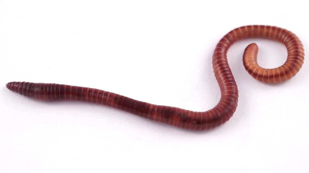 Earthworm | Macmillan Education India - YouTube