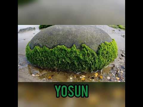 Yosun haqqında məlumat