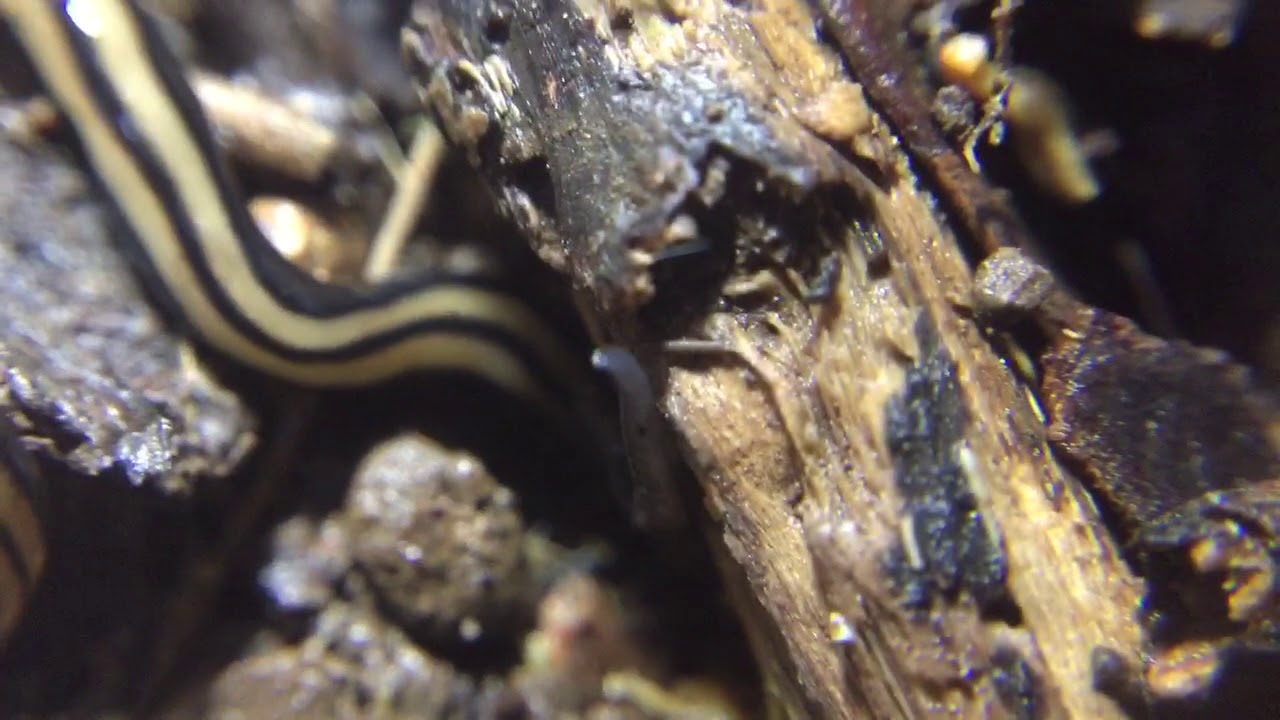 Terrestrial Flatworm/Planarian (Geoplanidae) on Volcan Cacao - YouTube