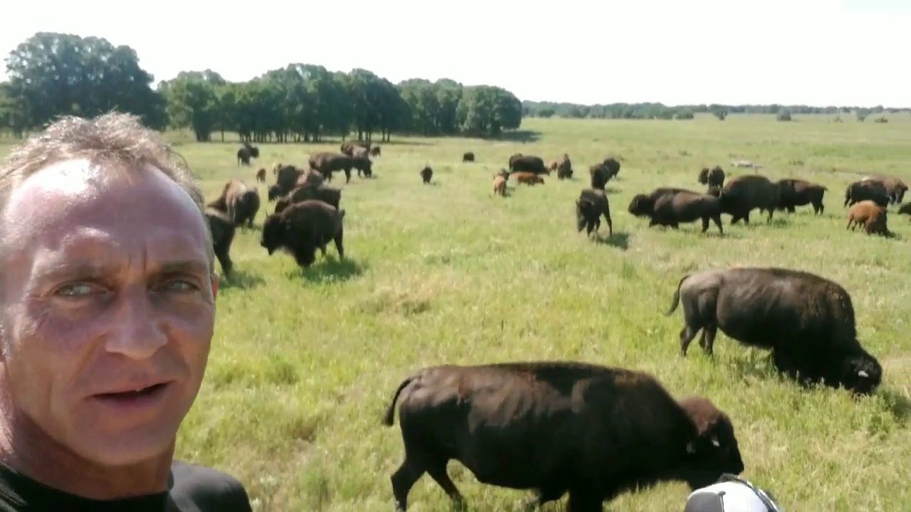 Mini live Bison - YouTube