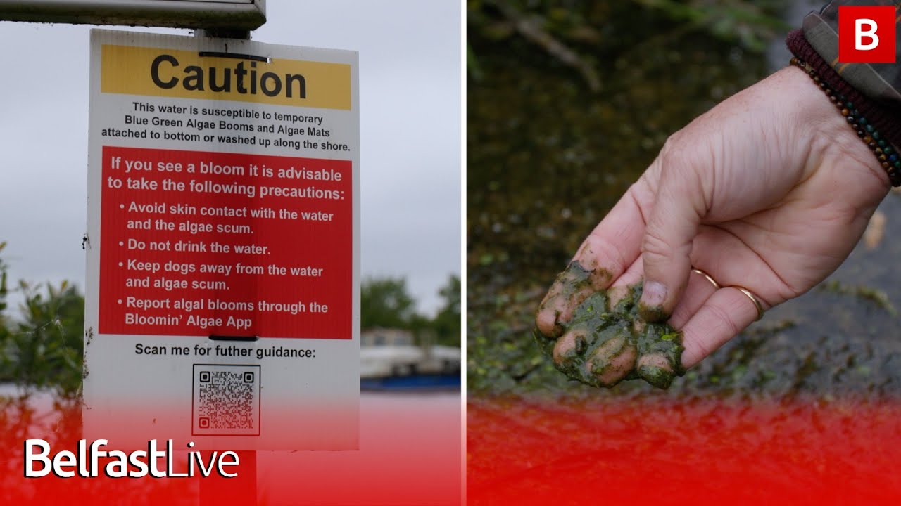 Lough Neagh algae warning issued as slurry from thousands of farms ...