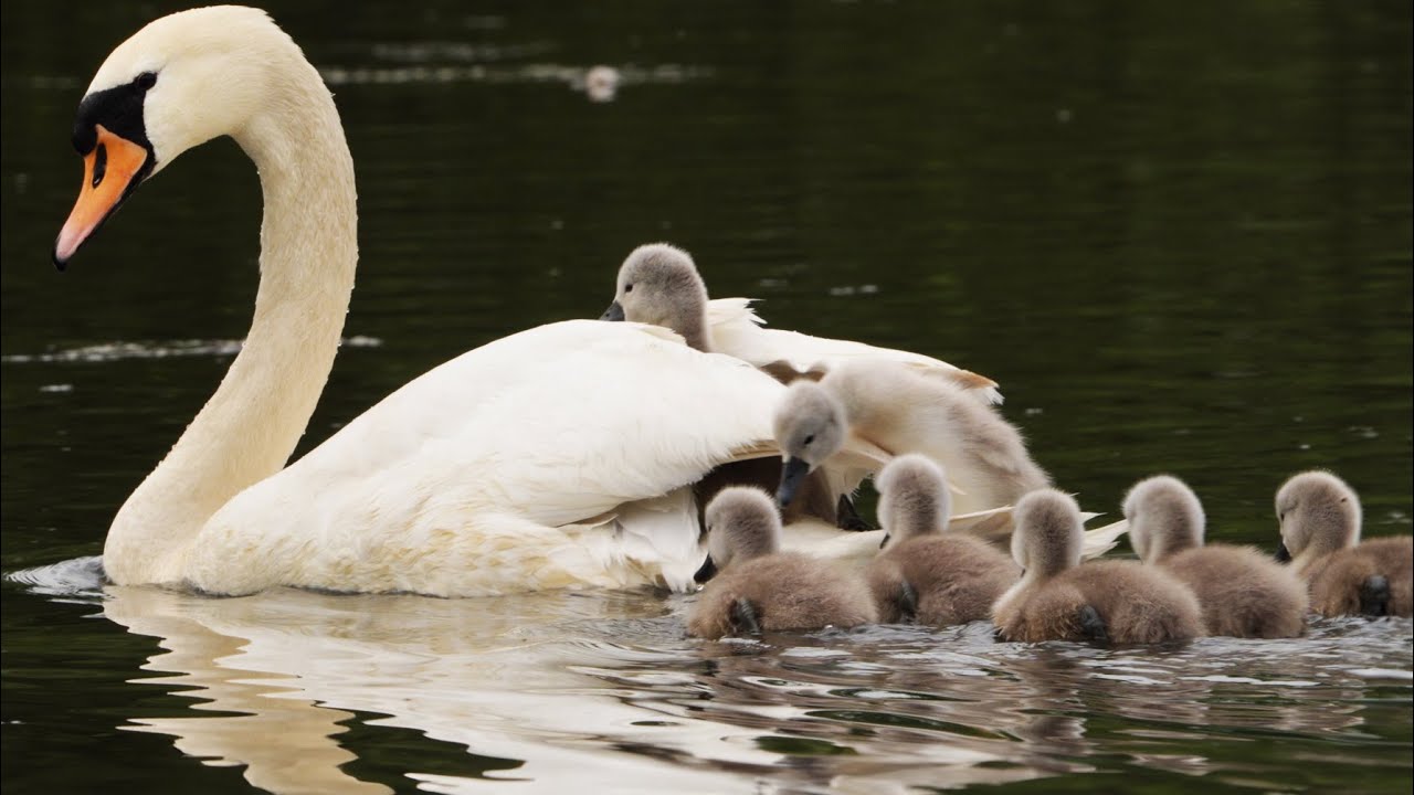 Swan Cygnets First Adventures 4K Discover Wildlife Robert E swan-cygnets-first-adventures-4k-discover-wildlife-robert-e