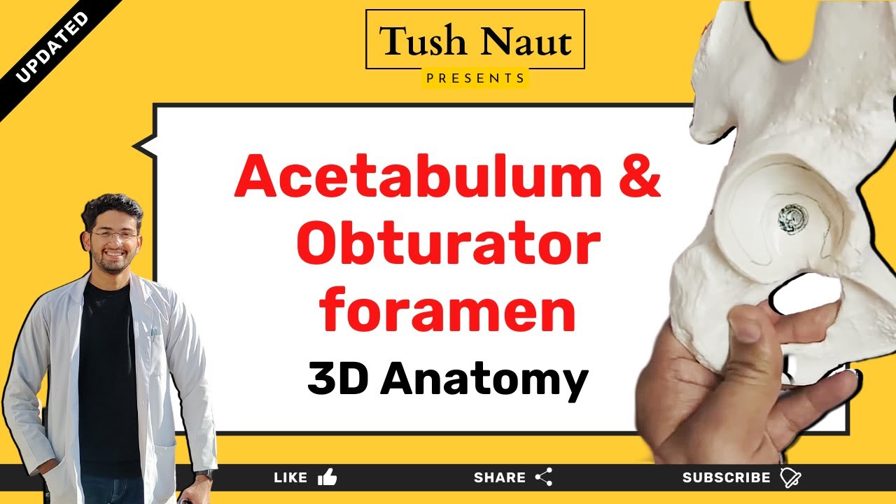 Acetabulum and Obturator foramen - Hip/Pelvis Bone Anatomy - YouTube